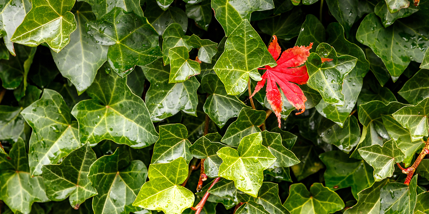 Supporting Black Students on a Predominately White Campus